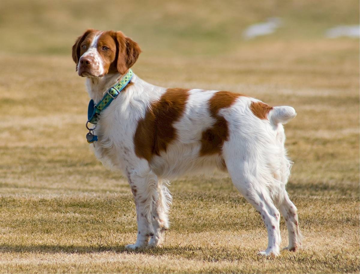 7 Popular Pointer Dog Breeds for Bird Hunting | GearJunkie