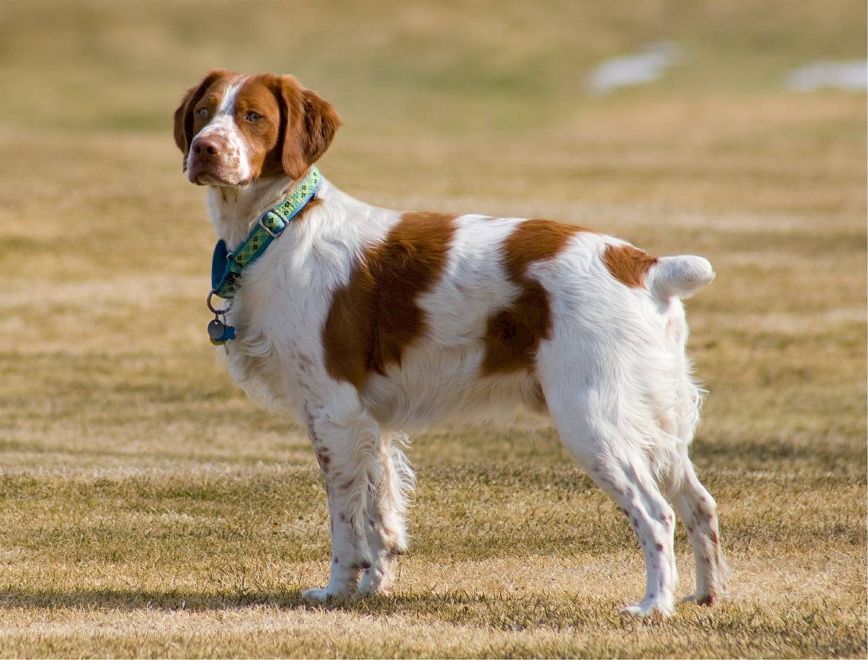7 Popular Pointer Dog Breeds for Bird Hunting | GearJunkie