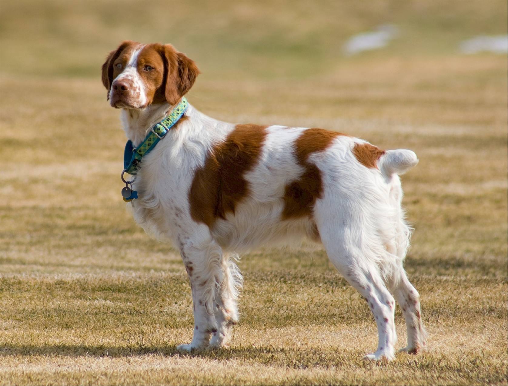 7 Popular Pointer Dog Breeds for Bird Hunting | GearJunkie