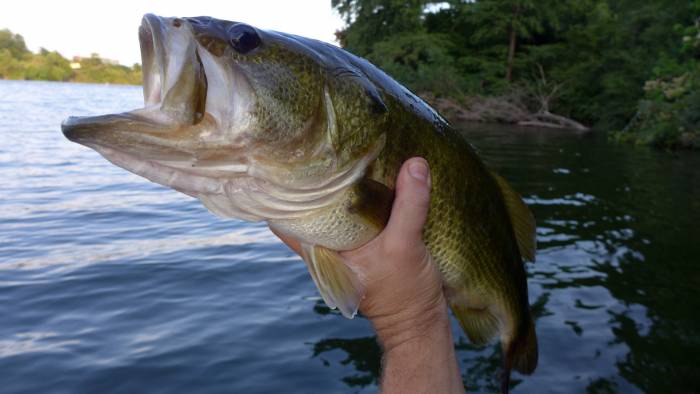 How to Catch More Bass This Fall | GearJunkie