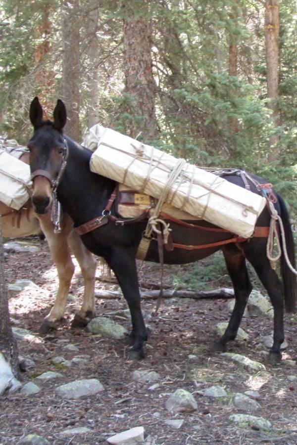 My Retired Forest Service Mule Went Viral: Here's Her Story | GearJunkie