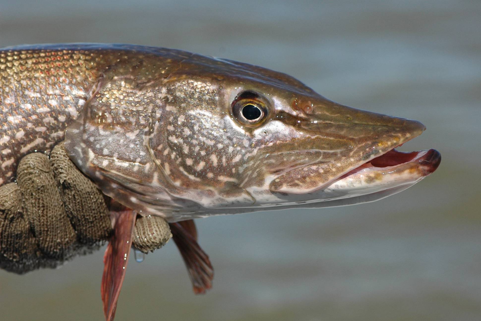 From Spinners to Spoons: Top Pike Lures to Upgrade Your Tackle Box ...