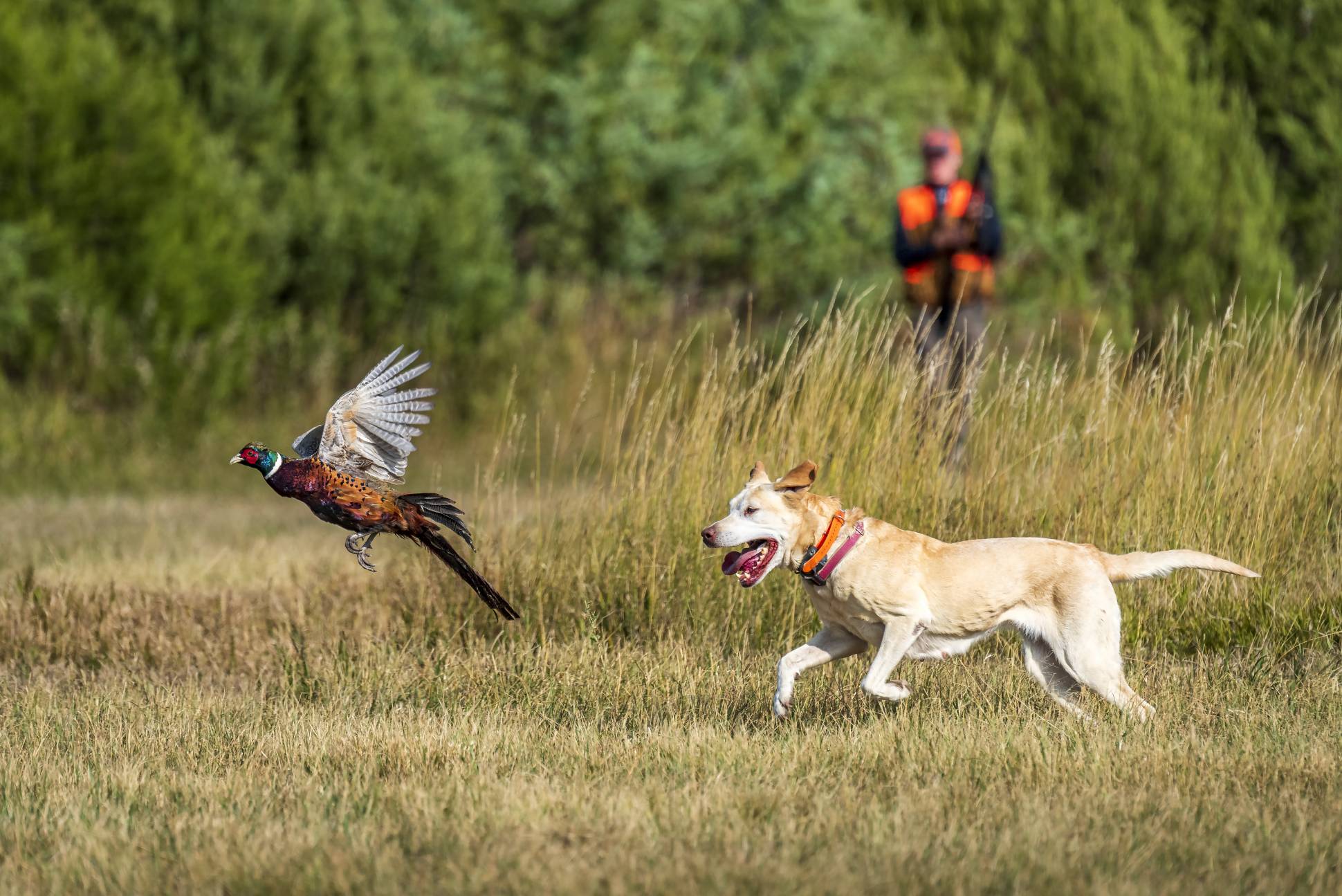 What Hunters Should Know About South Dakota's Extended Hunting Season ...