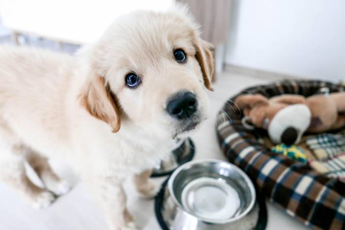 Puppy Starter Kit: What to Buy to Prep for Your New Pup | GearJunkie