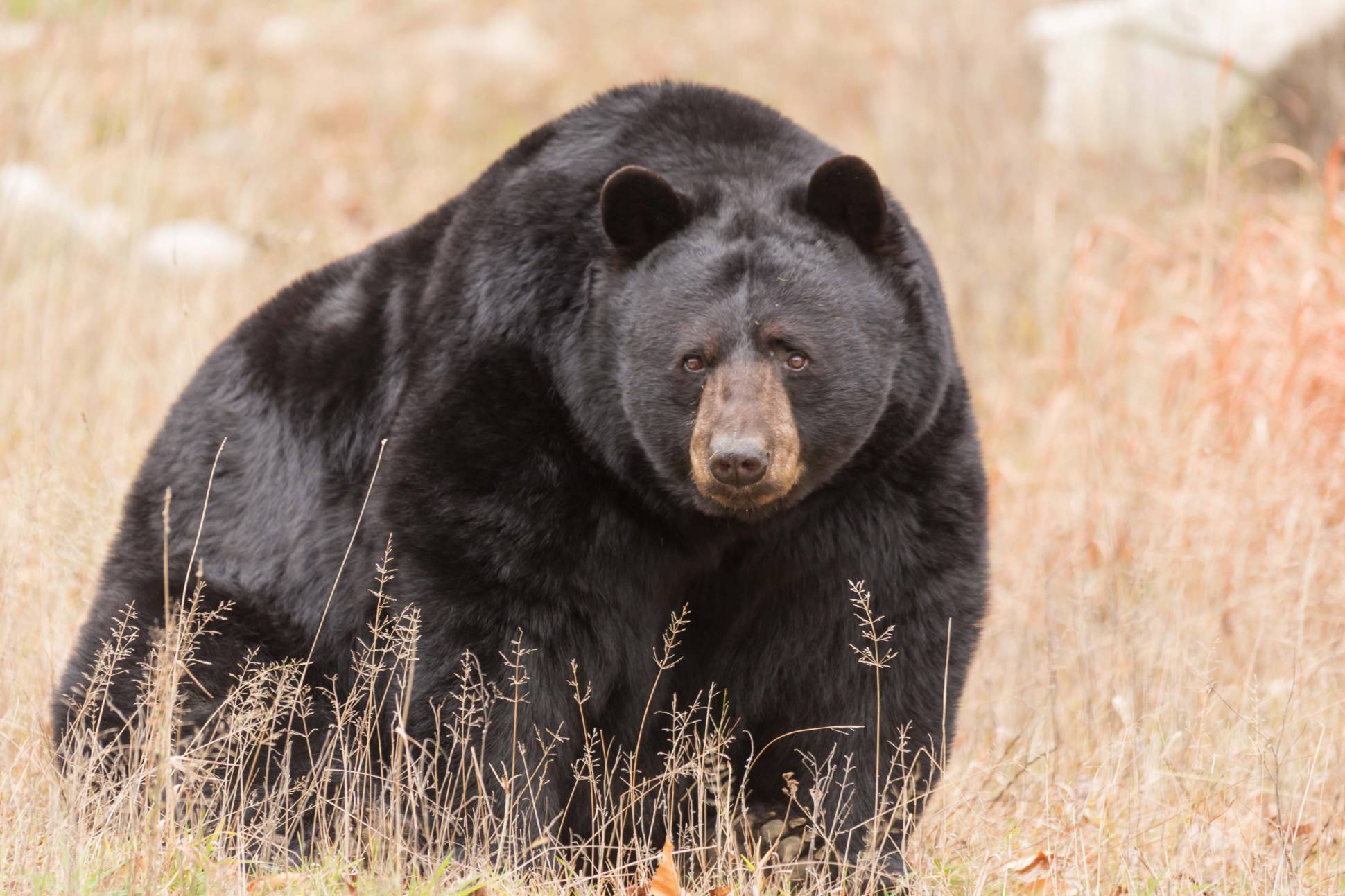 Mauled in Her Home: California Confirms First Fatal Bear Attack in ...