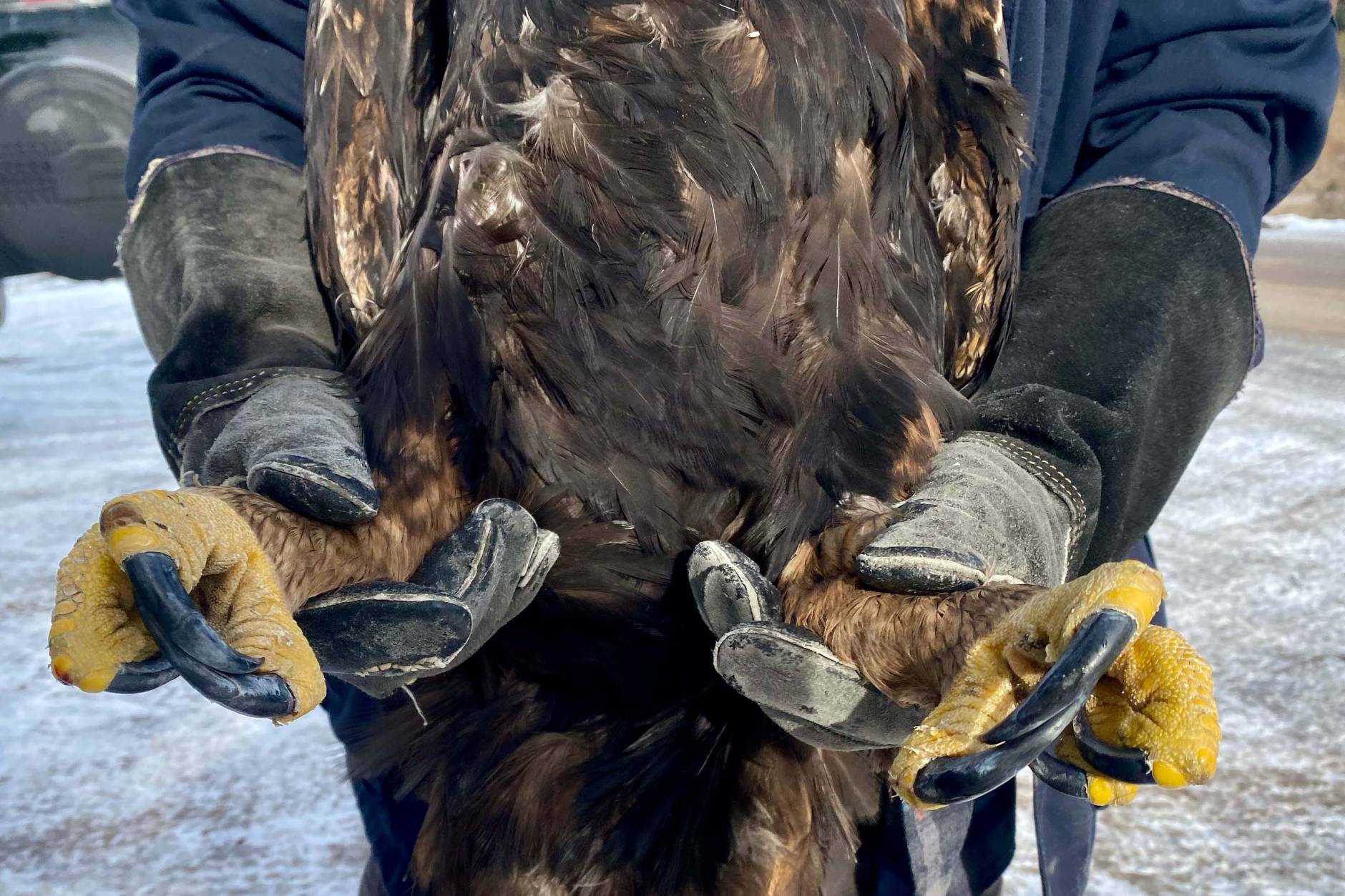 Eagle Poisoned to Death: A Hunter’s Call for Unleaded Ammo | GearJunkie