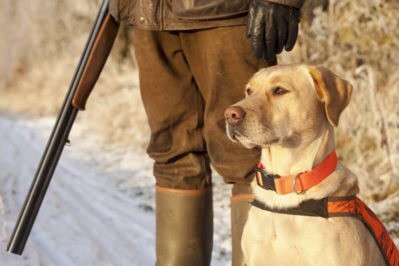 Hunting Dog Profile: The Lovable, Versatile Labrador Retriever | GearJunkie