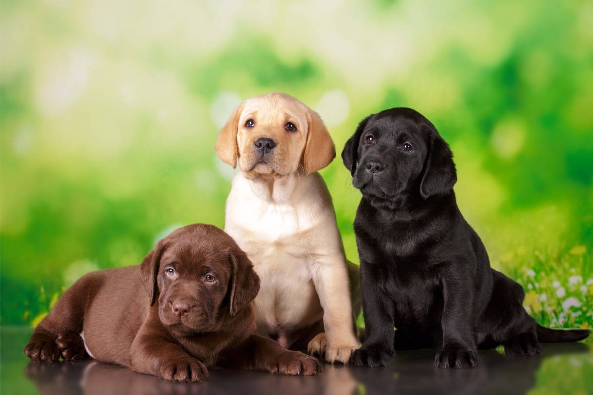 Hunting Dog Profile: The Lovable, Versatile Labrador Retriever | GearJunkie