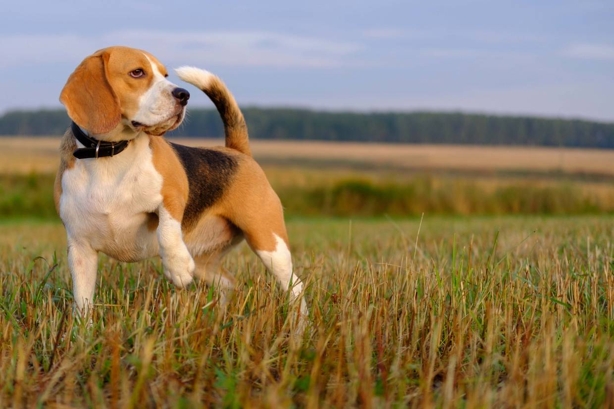 Hunting Dog Profile: The Adorable and Athletic Beagle | GearJunkie