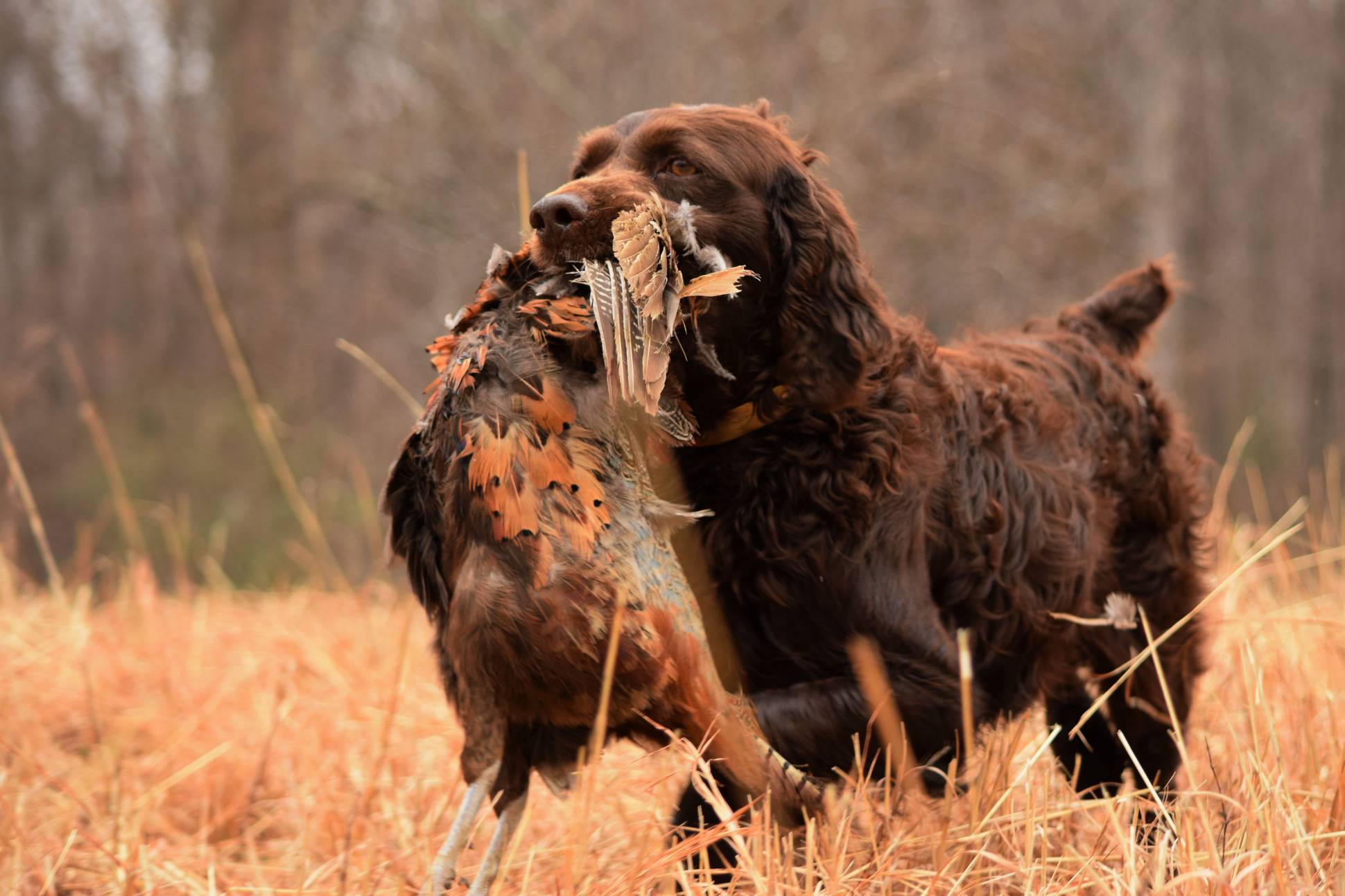 Hunting Dog Profile: The Exuberant Boykin Spaniel | GearJunkie