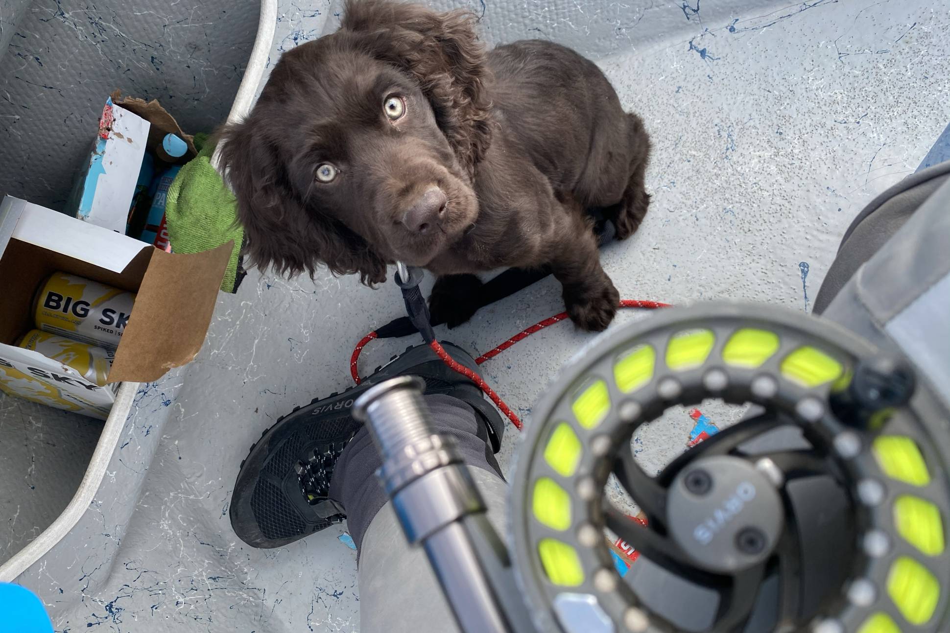 Hunting Dog Profile: The Exuberant Boykin Spaniel | GearJunkie