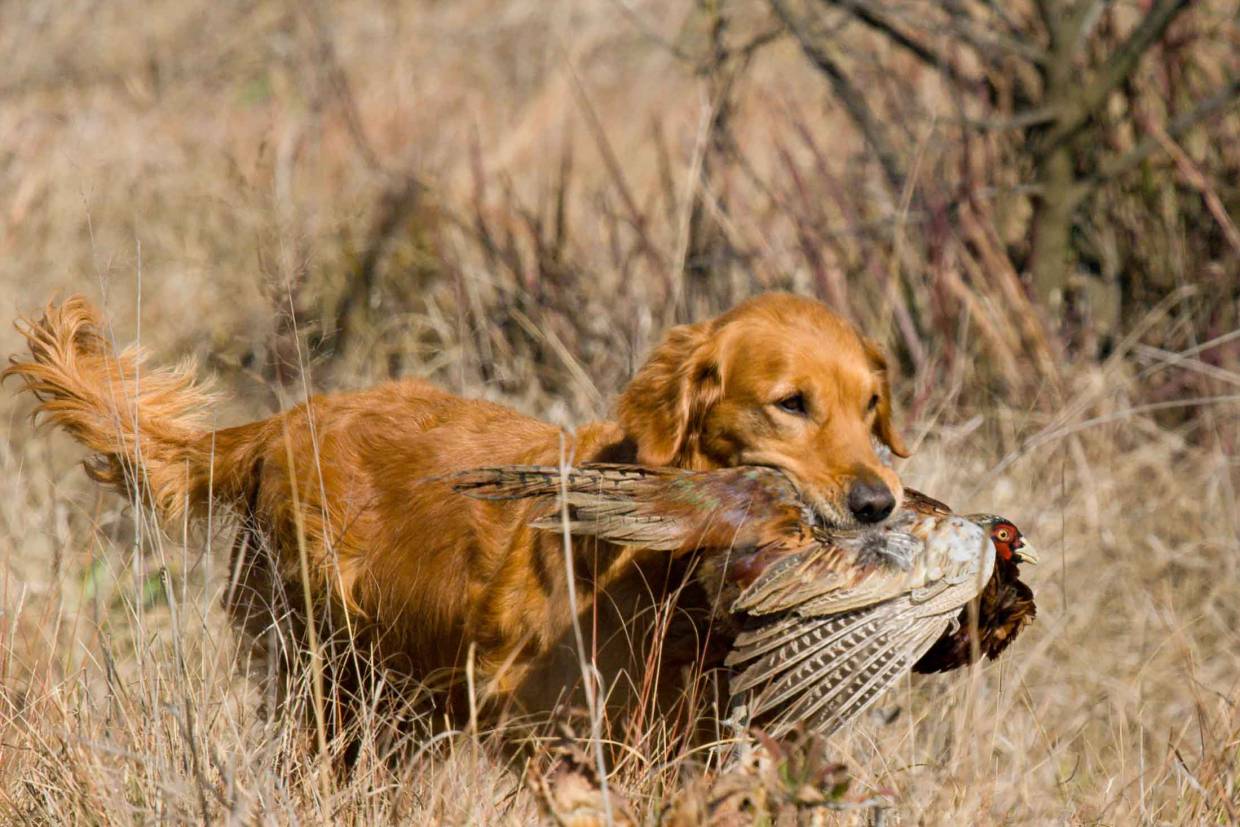 Hunting Dog Profile: The Happy, People-Pleasing Golden Retriever ...