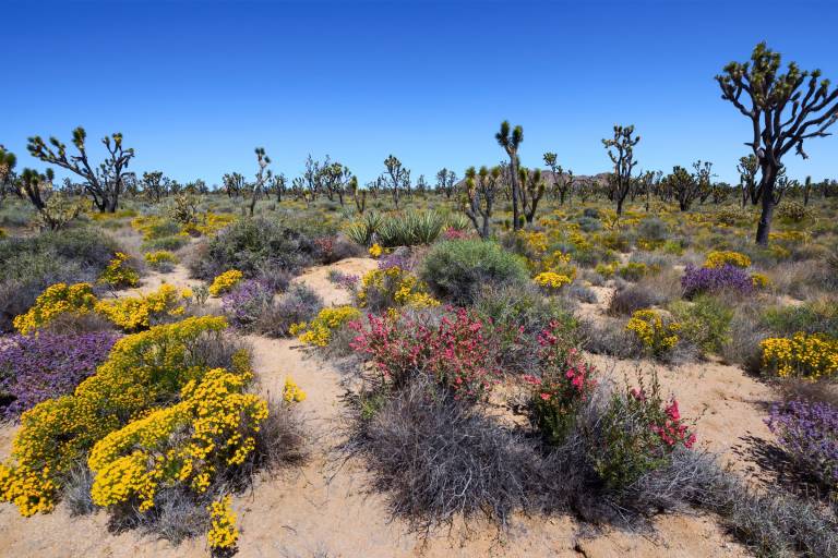 5 Spring Road Trips to Get Your Wildflower Fix | GearJunkie