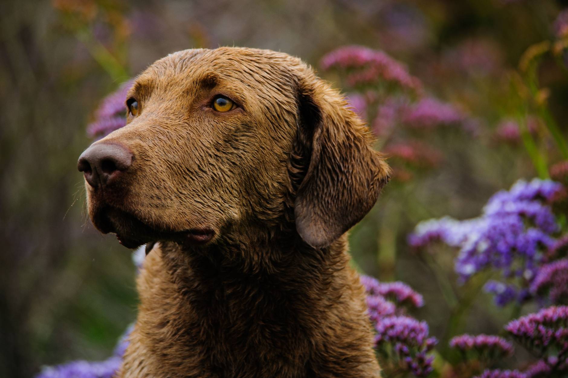 Hunting Dog Profile: The Chesapeake Bay Retriever | GearJunkie