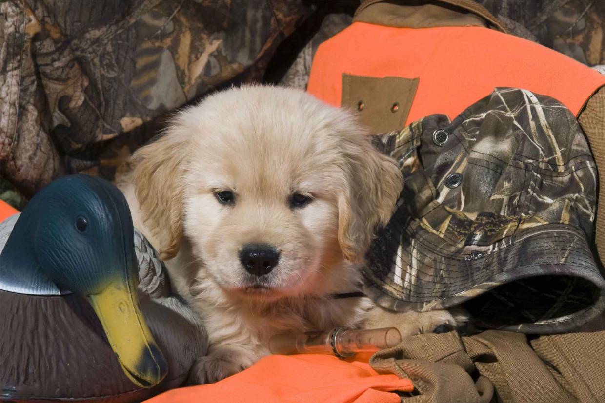 Hunting Dog Profile: The Happy, People-Pleasing Golden Retriever ...
