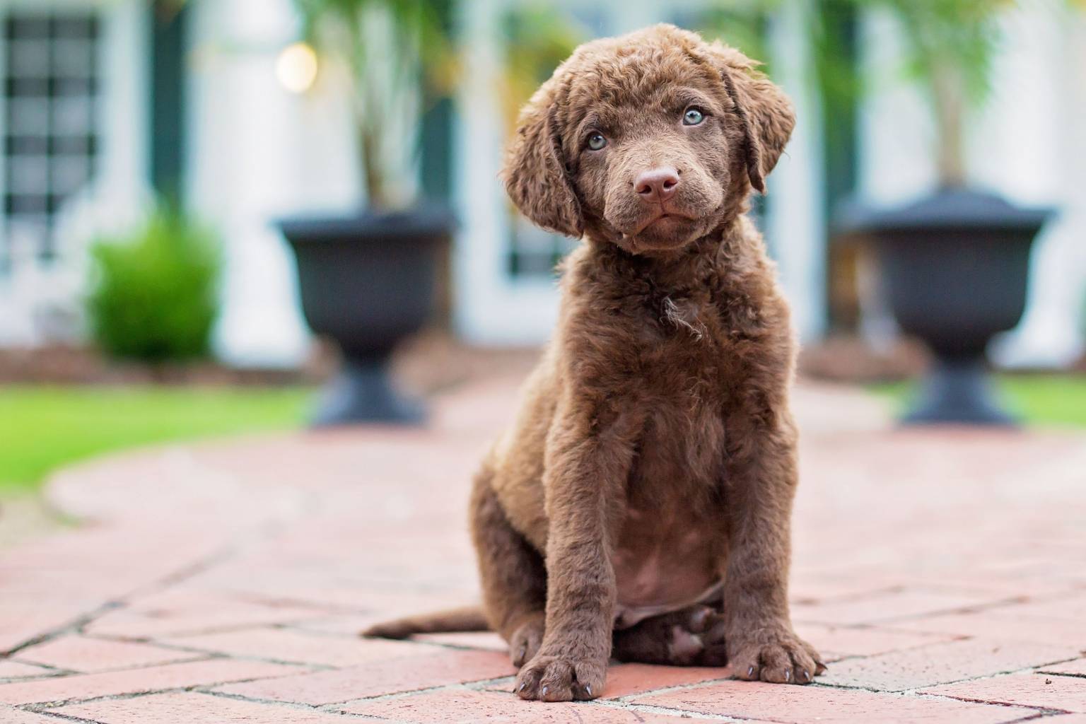 Hunting Dog Profile: The Brawny, Brainy Chesapeake Bay Retriever ...