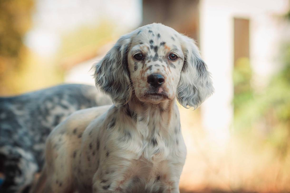 Hunting Dog Profile: The Regal, Elegant English Setter | GearJunkie