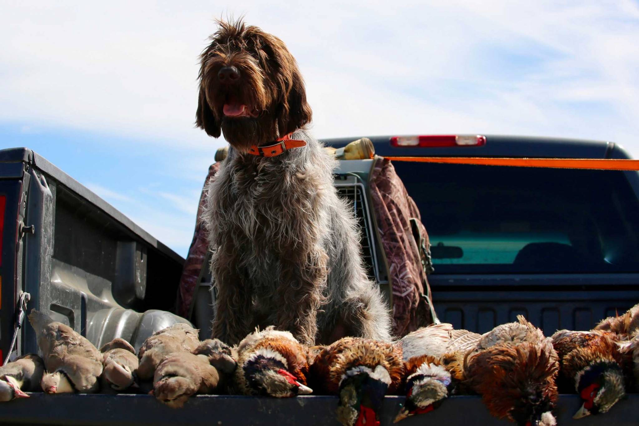 Hunting Dog Profile: The Rugged Wirehaired Pointing Griffon | GearJunkie