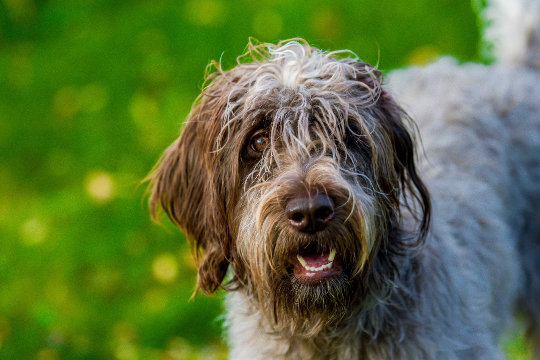Hunting Dog Profile: The Rugged Wirehaired Pointing Griffon | GearJunkie