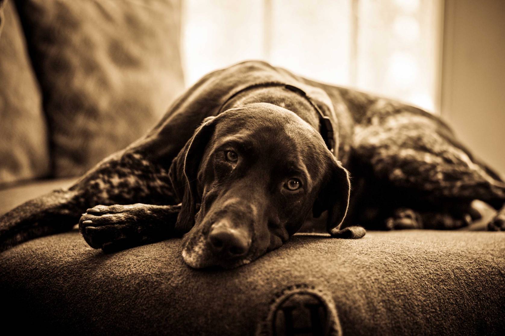 Hunting Dog Profile: The Beloved, Athletic German Shorthaired Pointer ...