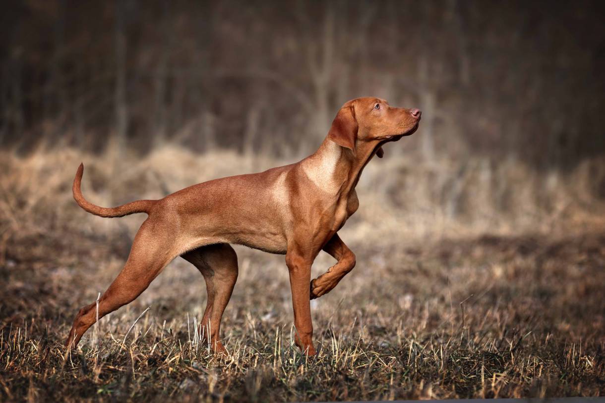 Hunting Dog Profile: The Graceful, Genial Smooth-Coated Hungarian ...