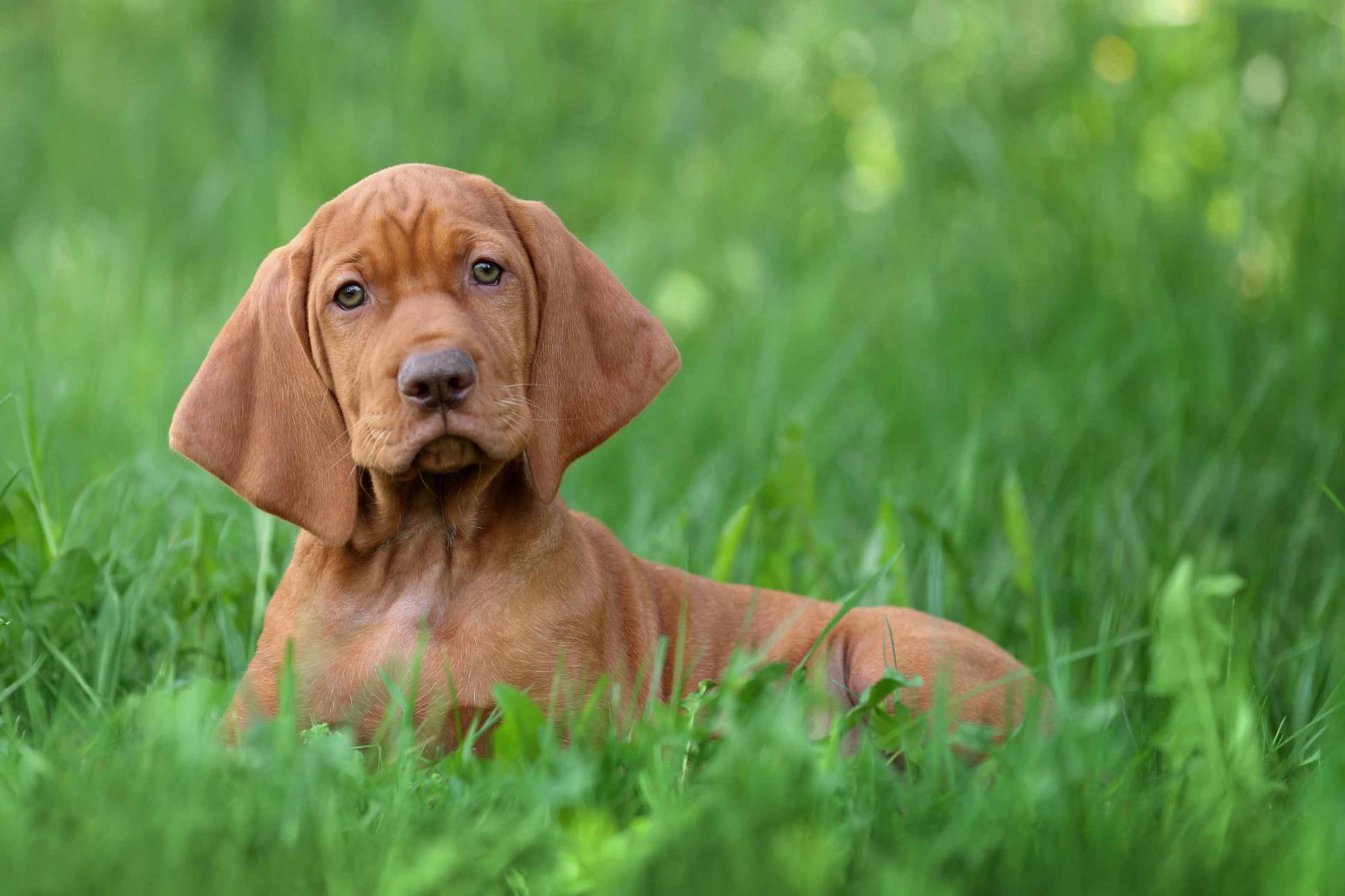 Hunting Dog Profile: The Graceful, Genial Smooth-Coated Hungarian ...