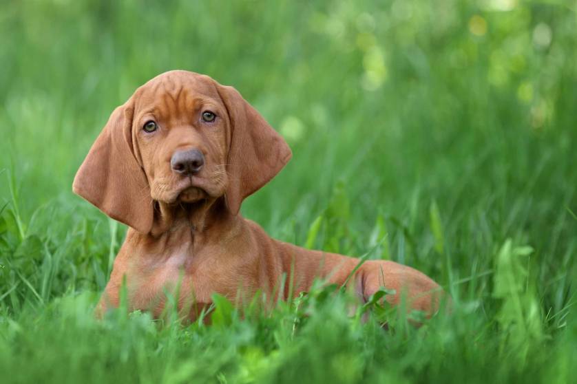Hunting Dog Profile: The Graceful, Genial Smooth-Coated Hungarian ...