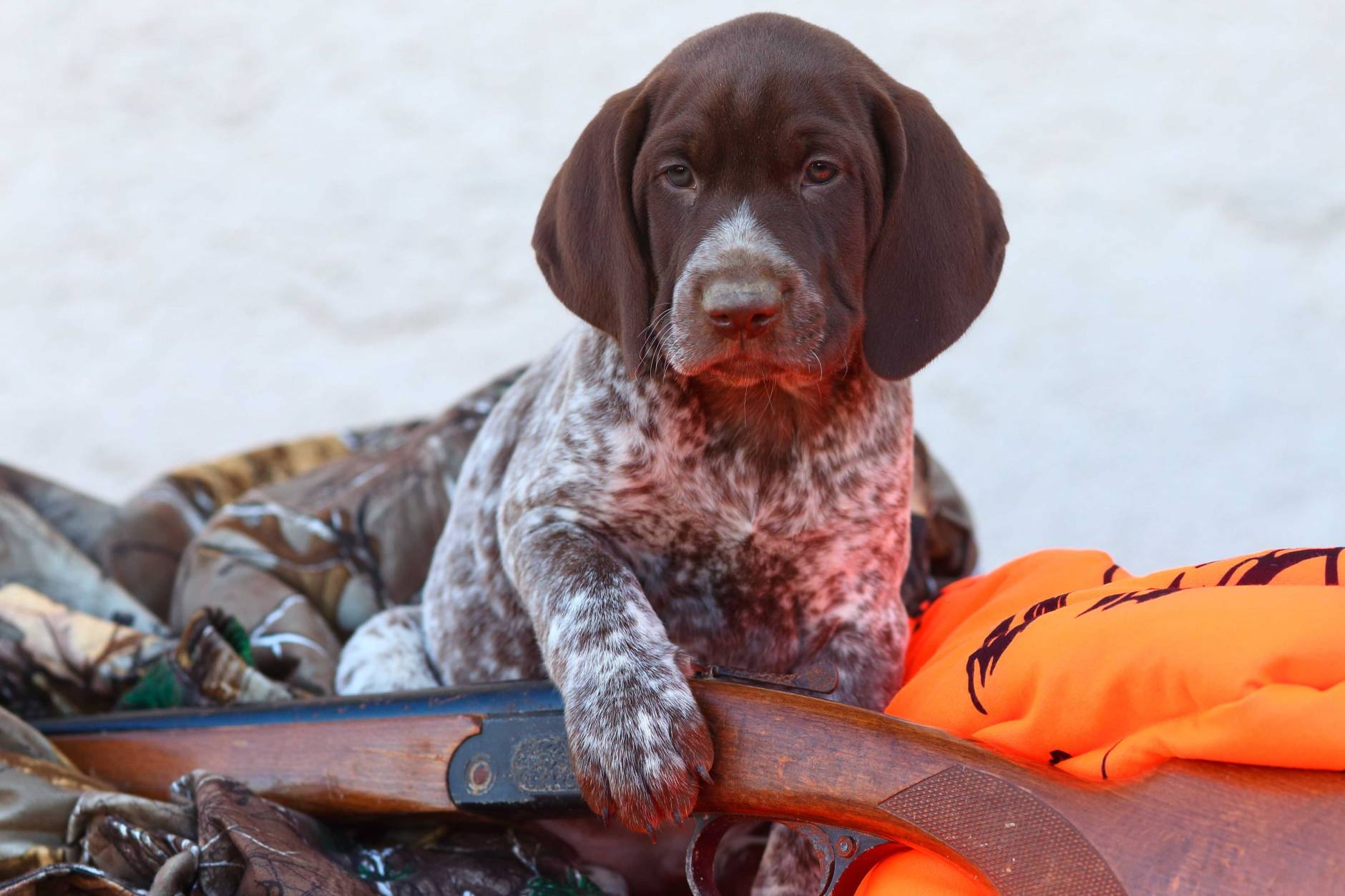 Hunting Dog Profile: The Beloved, Athletic German Shorthaired Pointer ...