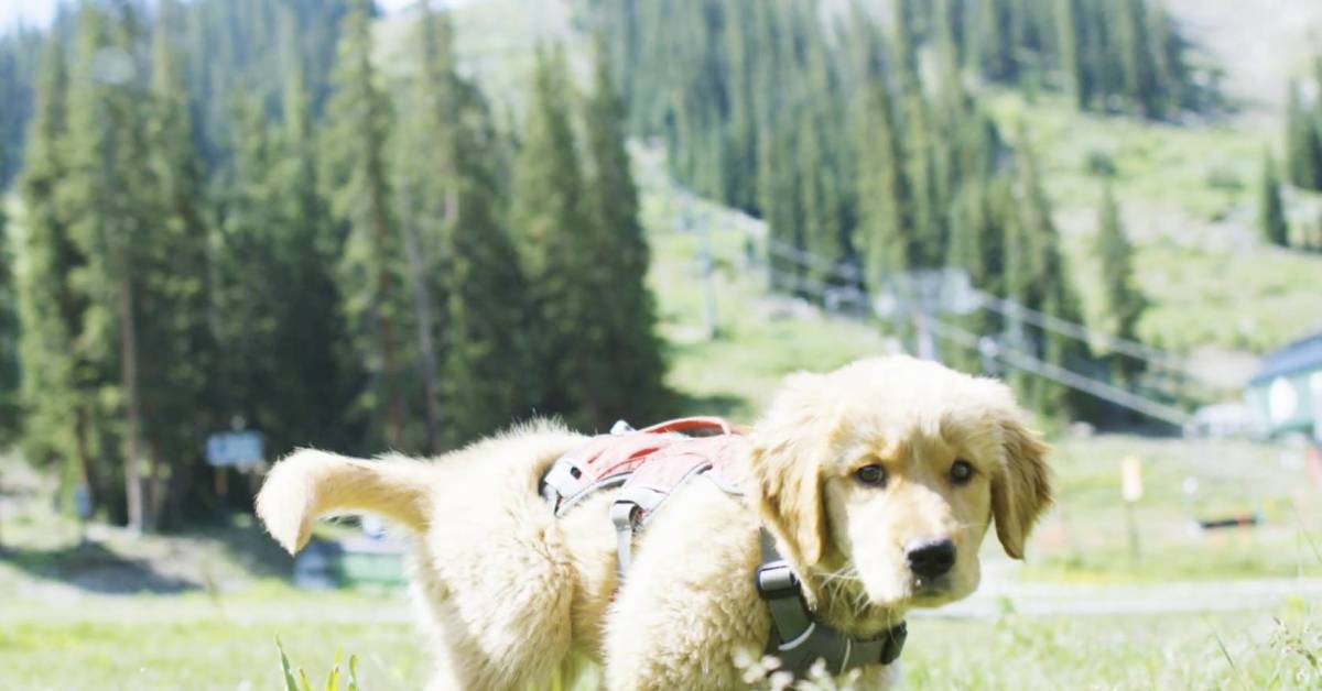 It's National Dog Day: Say Hello to This Ski Resort's Youngest ...
