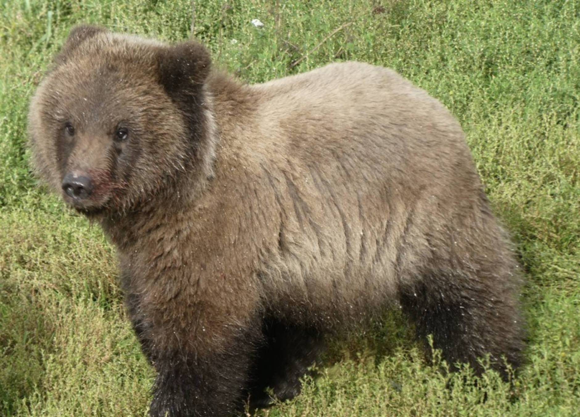 Fat Bear Week Junior: Check Out the Chubby Cub Competition | GearJunkie