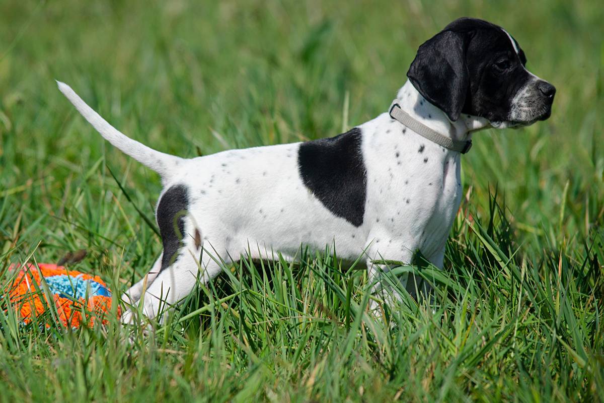 Hunting Dog Profile: The Iconic English Pointer | GearJunkie