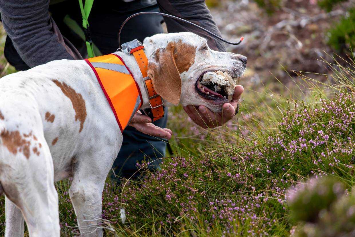 Hunting Dog Profile: The Iconic English Pointer | GearJunkie