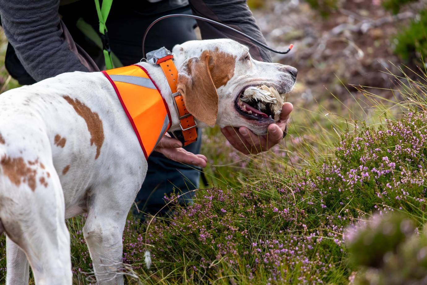 Hunting Dog Profile: The Iconic English Pointer | GearJunkie