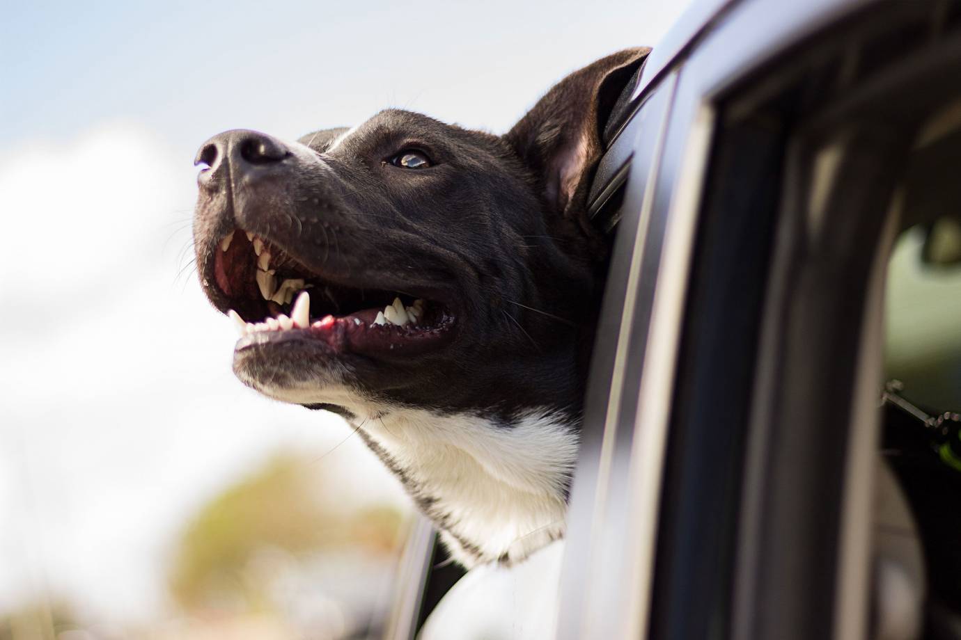 The Best Cars for Canine Companions: 6 Picks for Adventurous Drivers ...