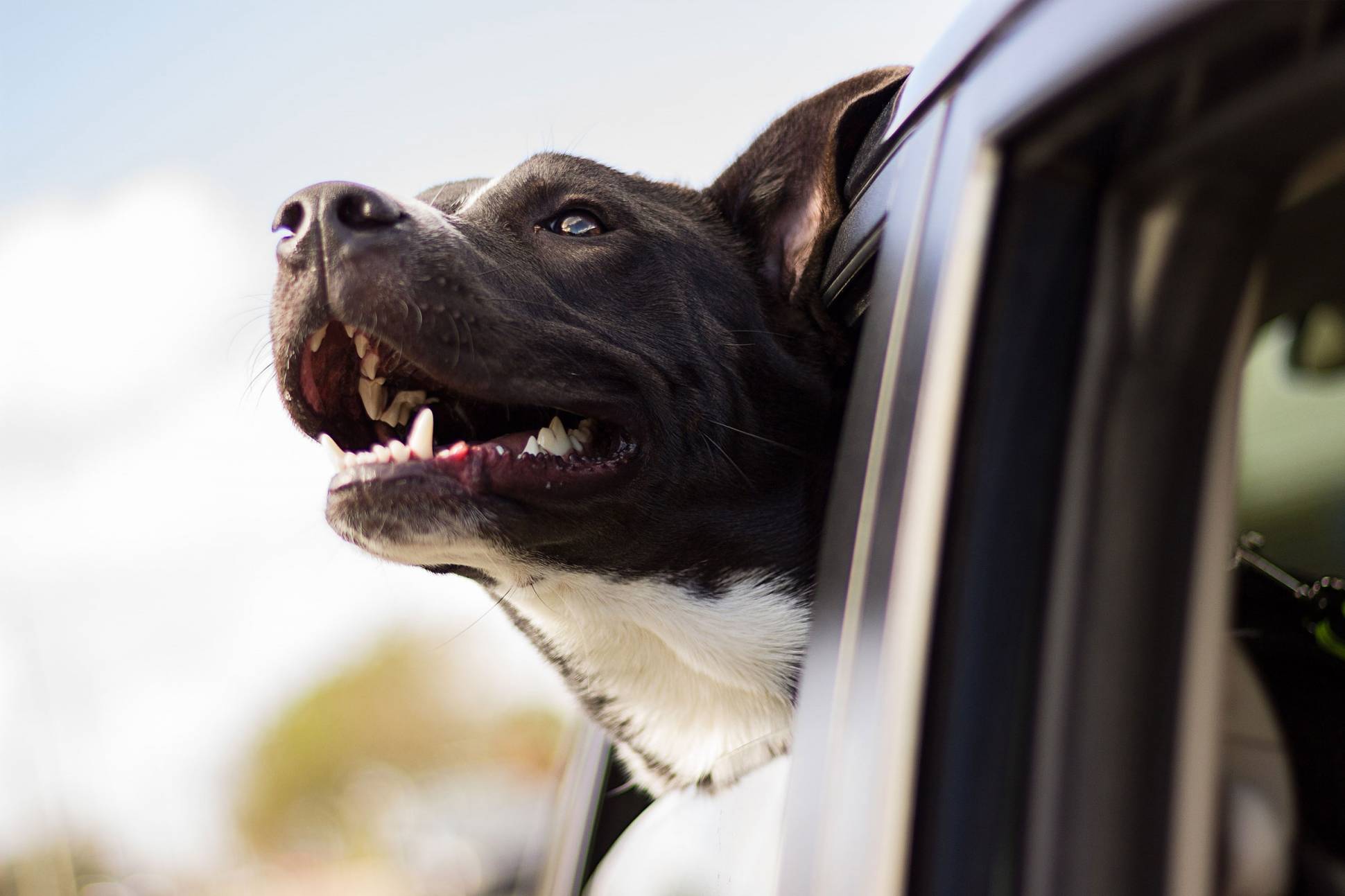 The Best Cars for Canine Companions: 6 Picks for Adventurous Drivers ...