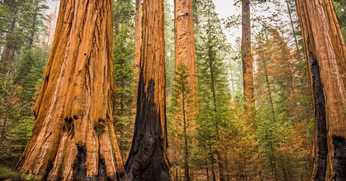 Wildfire Devastation May Claim 1 in Every 5 Giant Sequoias, NPS Says ...