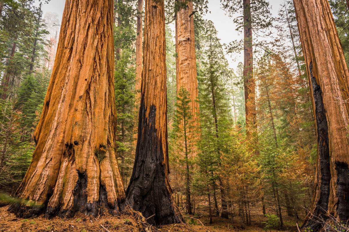 Wildfire Devastation May Claim 1 in Every 5 Giant Sequoias, NPS Says ...