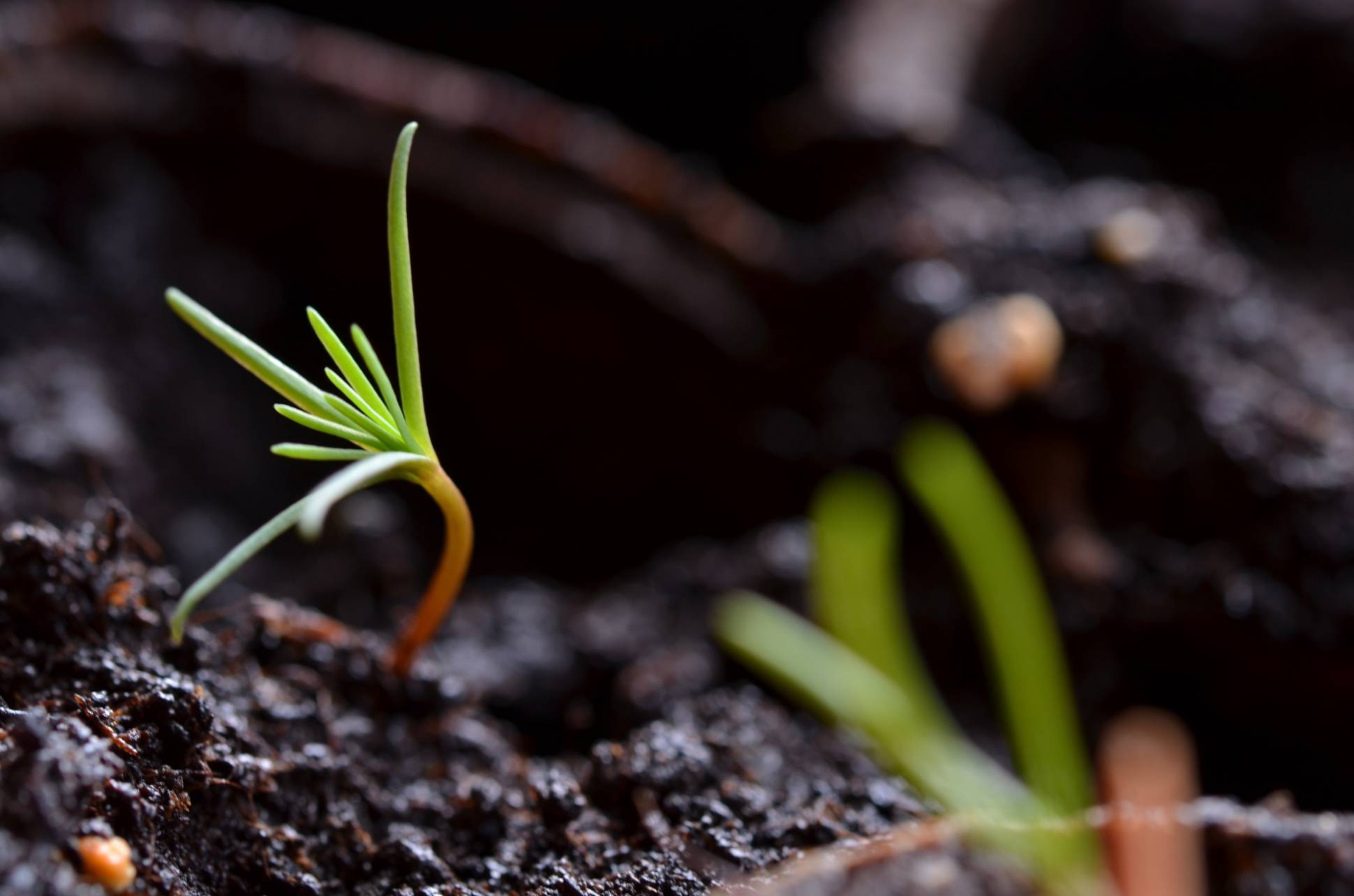 Wildfire Devastation May Claim 1 in Every 5 Giant Sequoias, NPS Says ...