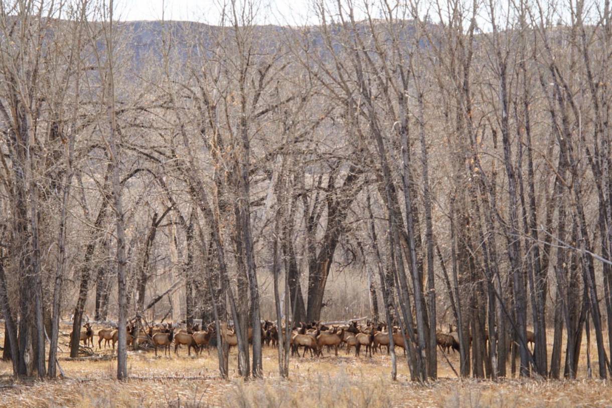 Montana FWP Issues Nonresident Deer and Elk Tags to Unsuccessful ...
