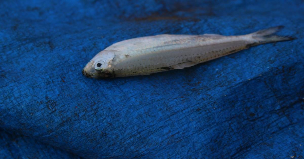 Fish Rain From Texas Sky Ahead of New Year | GearJunkie