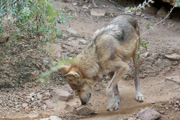 Endangered Wolf Killed in Arizona, Officials Offer $12K Reward for Tips ...
