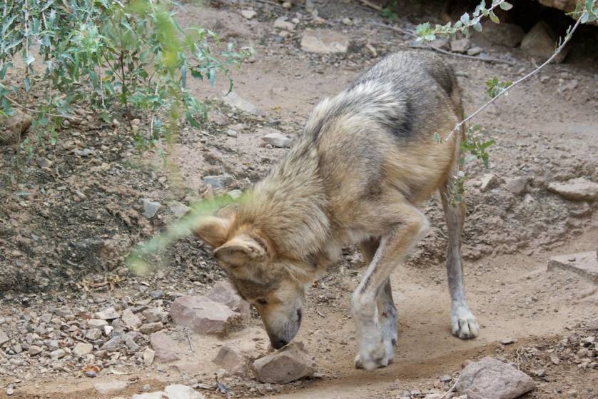 Endangered Wolf Killed in Arizona, Officials Offer $12K Reward for Tips ...