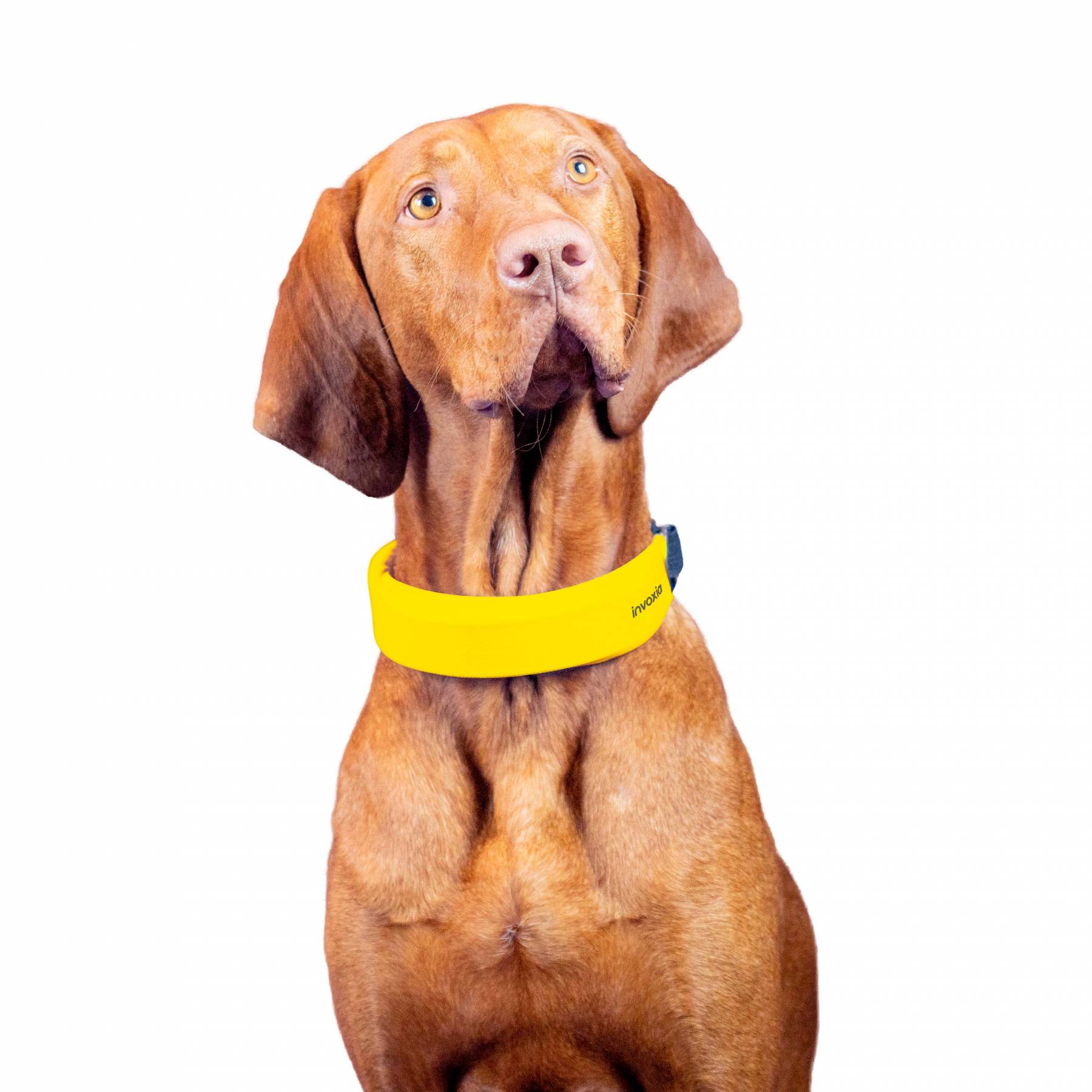 Emerging Gear From CES: Smart Dog Collar, Wireless Bike Speaker, and ...