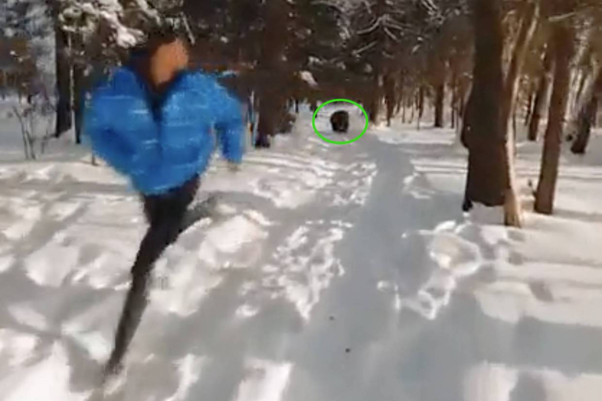 Is This Drone Bear Chase Video Fake? Experts Weigh In | GearJunkie