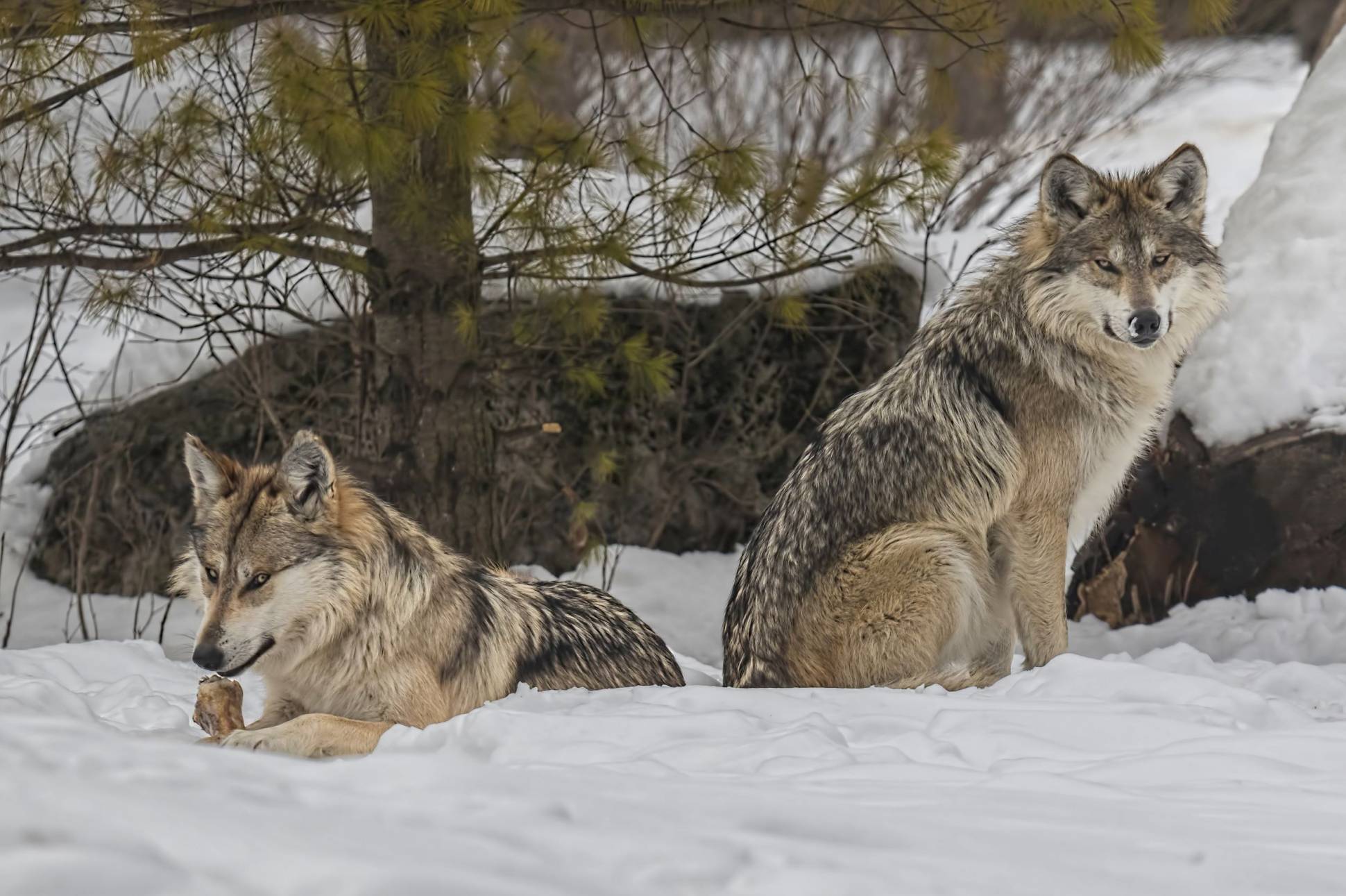 Endangered Wolf Killed in Arizona, Officials Offer $12K Reward for Tips ...