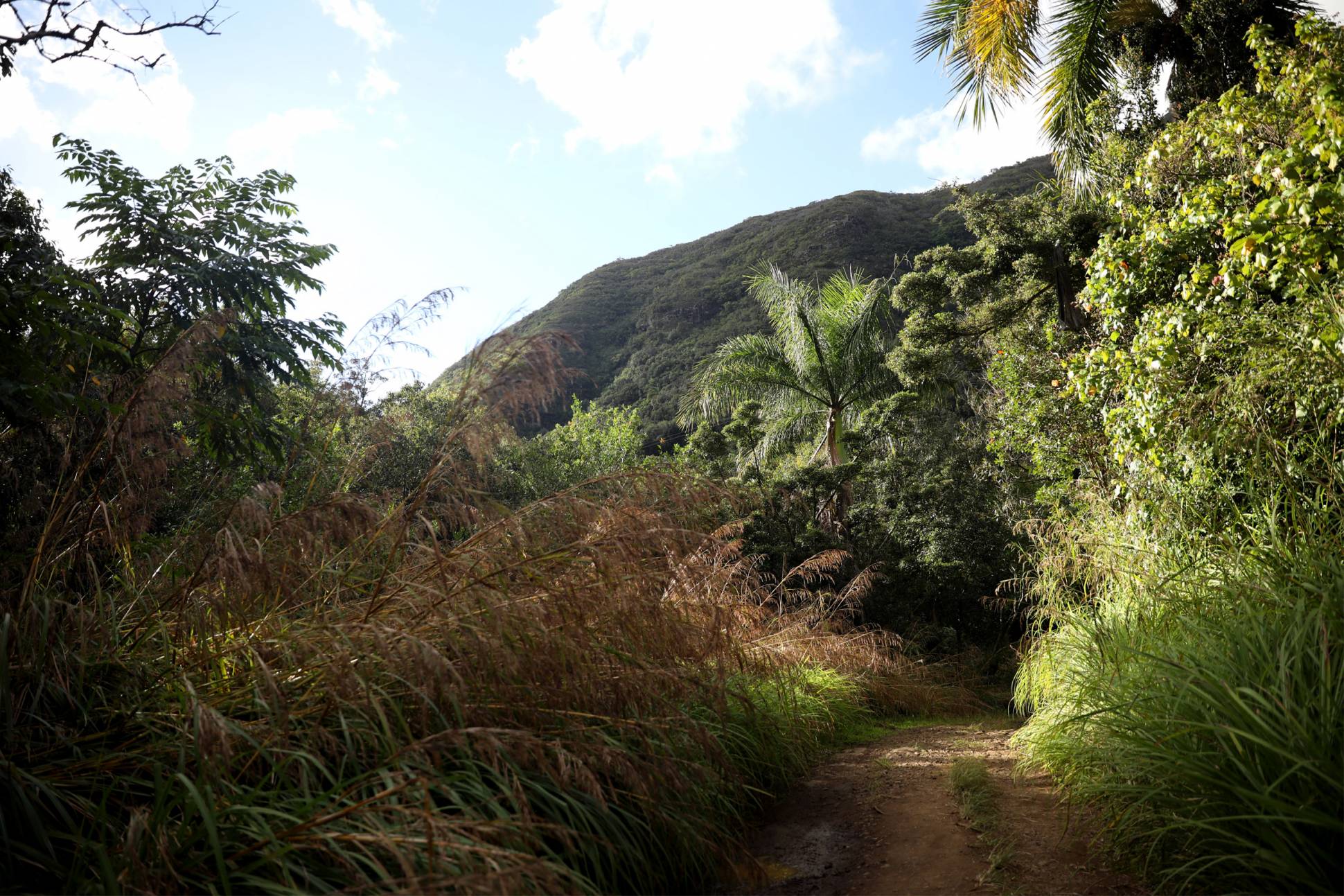 The 5 Most Scenic Trail Runs of Oahu, Hawaii