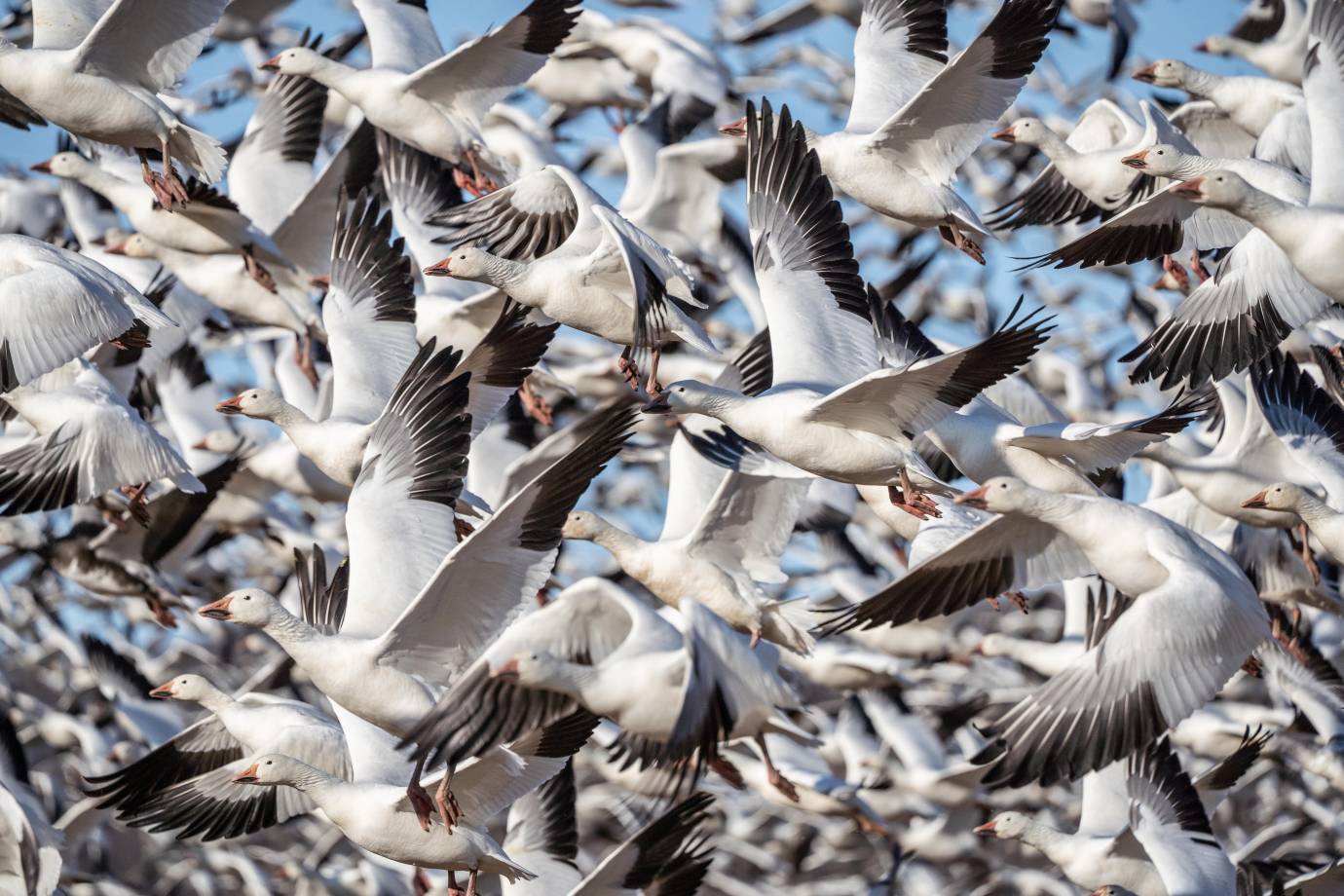 Snow Goose Hunting 101: How to Get Started | GearJunkie