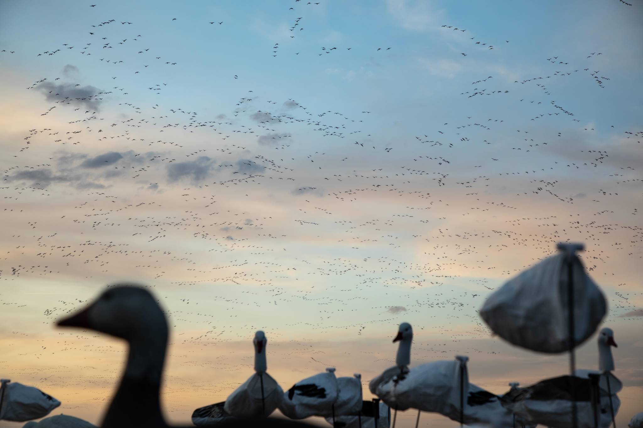 Snow Goose Hunting 101: How to Get Started | GearJunkie