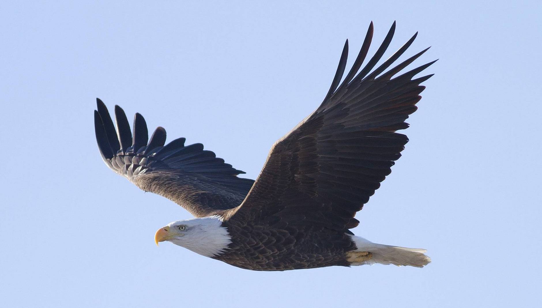 Wind Energy Company Cited for Killing More Than 150 Eagles | GearJunkie