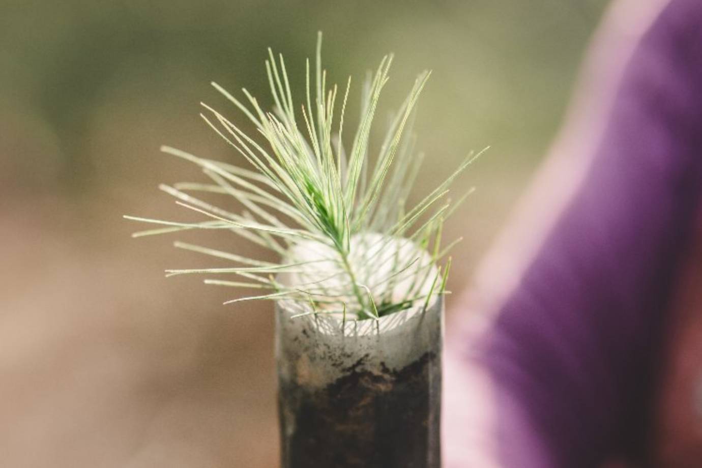 Where Are All the Planted Trees? Tentree Founders Launch Blockchain ...